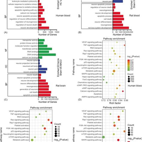 Go Enrichment And Kegg Pathway Analyses Of The Predicted Target Genes
