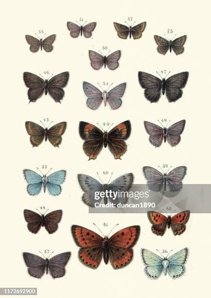 Vintage Butterfly Engraving Photos And Premium High Res Pictures