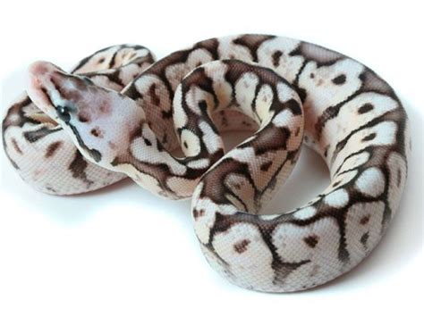 banana queen bee ball python tere fruit