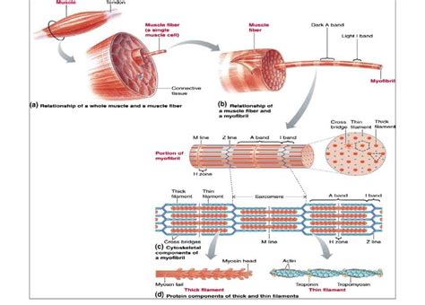 Structure Of Skeletal Muscle Dissection Of The Skeletal Muscle Belly
