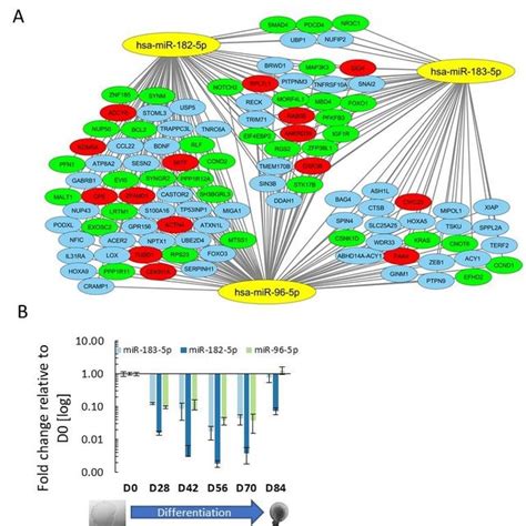 A A Graphical Representation Of The Genes Targeted By The Members Of