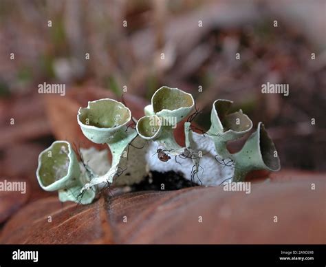 Lichens Are Organisms Containing Symbiotic Relationships Or Colonies Of