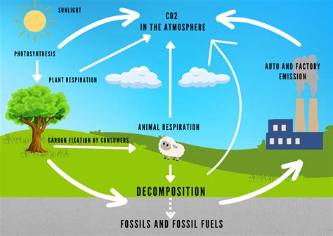 Make A Sketch Below That Summarizes The Carbon Cycle Quizlet