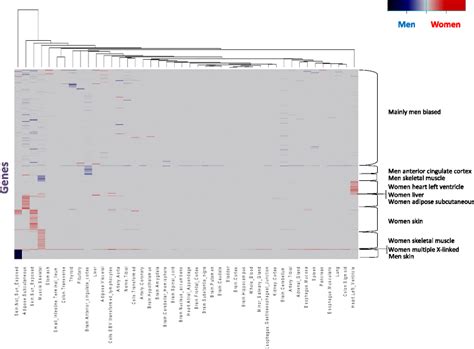 Heatmap Of Sex Differential Expression Sde Scores Of All Genes With