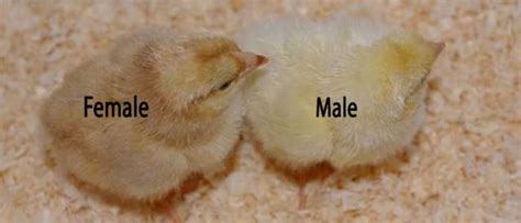 sex linked crosses and their offspring