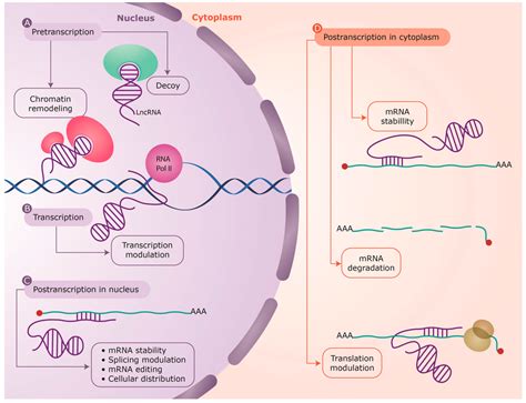 Ijms Free Full Text Neighboring Gene Regulation By Antisense Long