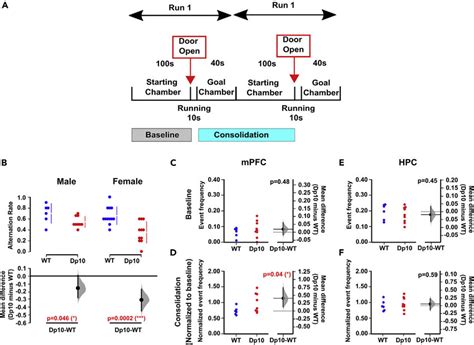 Reduced Spontaneous Alternation And Increased Rate Of Mpfc Swrs During