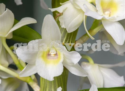 Dendrobium Spp Dendrobium Orquídea
