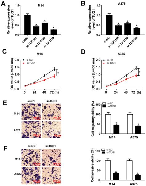 Silencing Tug1 Expression Inhibits The Proliferative Migratory And