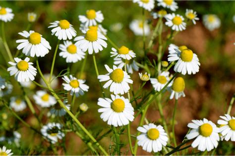 How To Grow And Care For Chamomile Indoors Guide