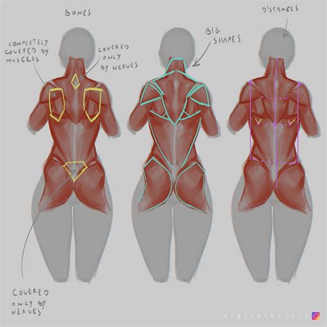 Female Back Anatomy