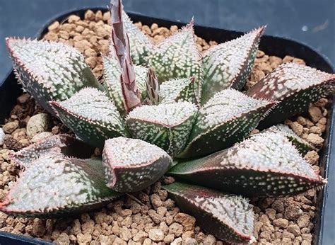 Haworthia Of Mines에 있는 가야인 이춘재님의 핀