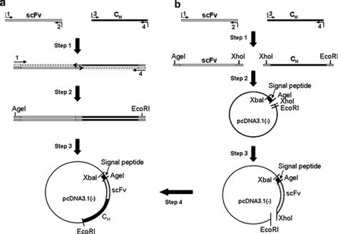 Generation Of Single Chain Fv Fragments And Multivalent Derivatives