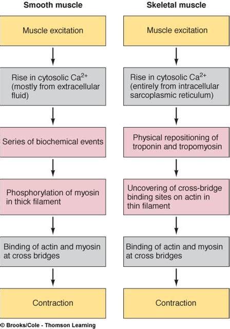 Muscle Contraction Mcat Pinterest Health Charts And Physiology