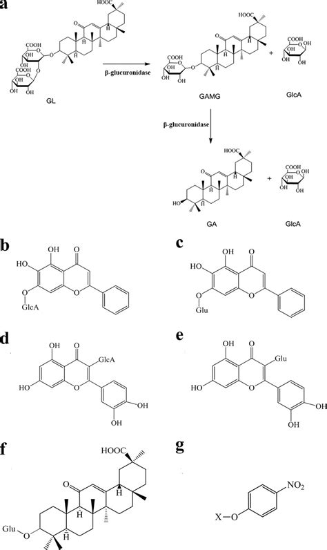 A Novel β Glucuronidase From Talaromyces Pinophilus Li 93 Precisely