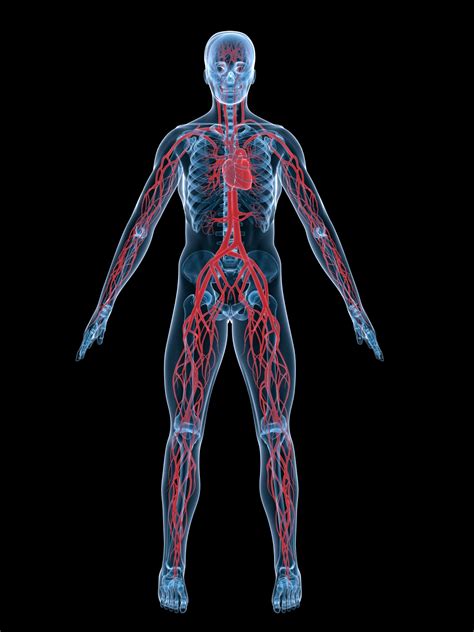 Human Circulatory System Diagram Labeled Basic