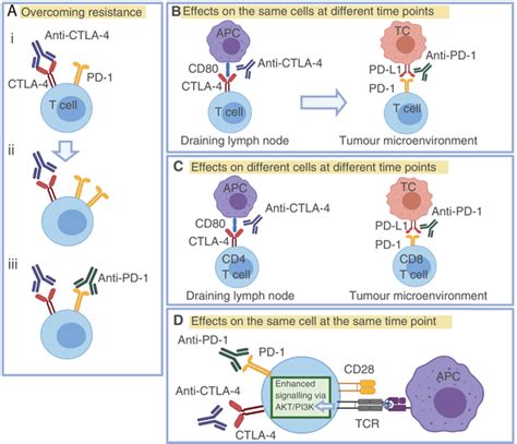 Potential Effects Of Anti‐ctla‐4 And Anti‐pd‐1 Combination Therapy On T