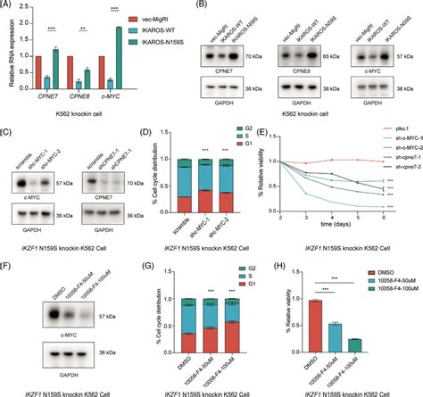 Ikzf1 N159s Mutation Strengthen The Expression Of Myc And Cpne7 To