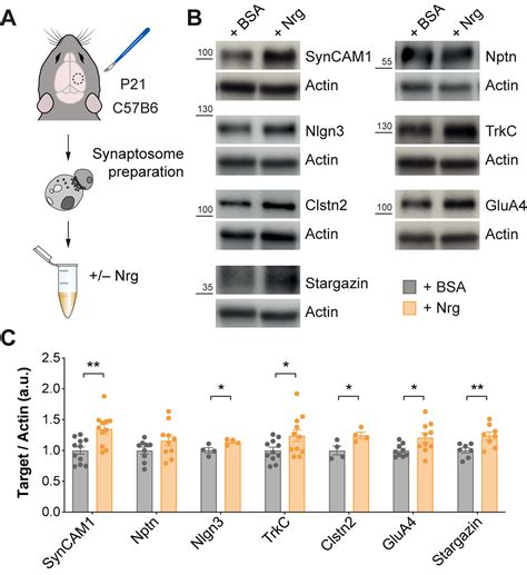 Cortical Wiring By Synapse Type Specific Control Of Local Protein