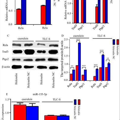 The Relative Expression Of Rela And Downstream Proteins After