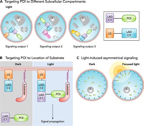 Optogenetics The Art Of Illuminating Complex Signaling Pathways