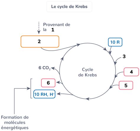 Schématiser Le Cycle De Krebs Tle Exercice De Connaissances Svt