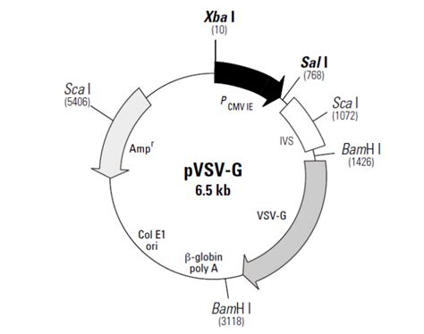 Pvsv G说明书 分析方法 生物在线 Lab On Web