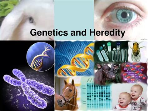 Ppt Genetics And Heredity Powerpoint Presentation Free Download Id