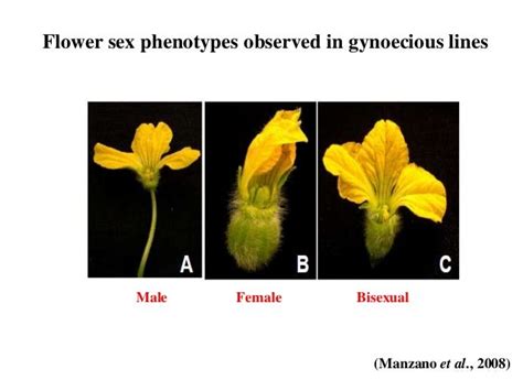 sex expression in cucurbits
