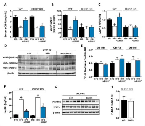 C Ebp Homologous Protein Chop Plays A Key Role In Regulating Soluble
