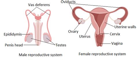 Human Female Reproductive System Parts And Functions
