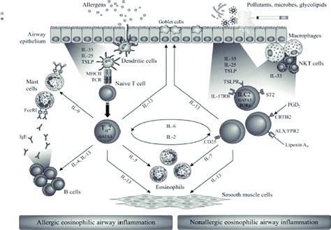 Allergic And Non Allergic Eosinophilic Pathways In Asthma Download