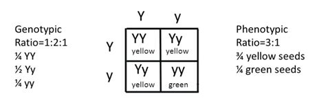 Write The Phenotypic And Genotypic Ratios Of Mendels Cross