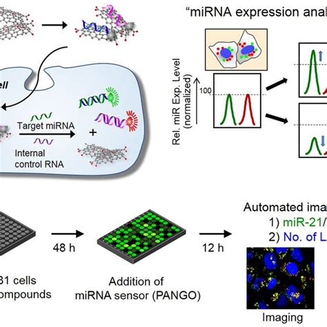 Pdf High Throughput Chemical Screening To Discover New Modulators Of