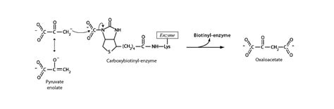 Pyruvate Carboxylase Integrated Mcat Course