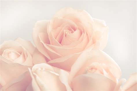 Pink And White Roses Background