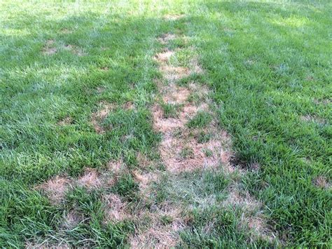 Pythium Blight Fungus In Your Lawn 169