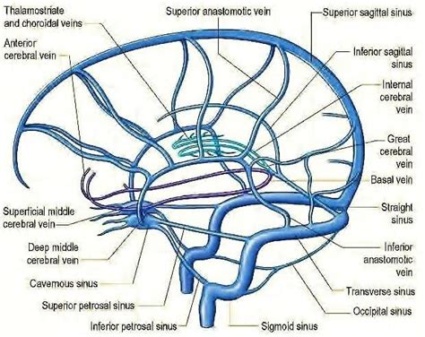 The Cerebral Venous System Principal Internal And External Veins Of