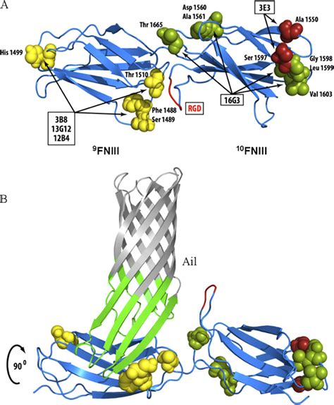 Ail Protein Binds Ninth Type Iii Fibronectin Repeat 9fniii Within