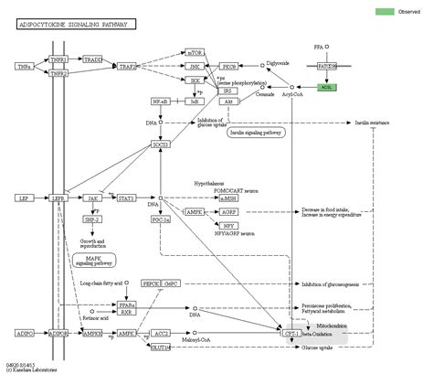 Kegg Pathway Adipocytokine Signaling Pathway Reference Pathway