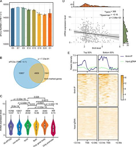 Relationship Between Dna N 6 Methyladenine 6ma Modifications And