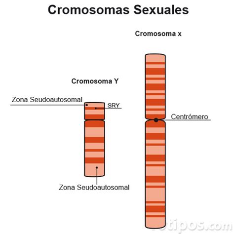 Tipos De Cromosomas Tipos De