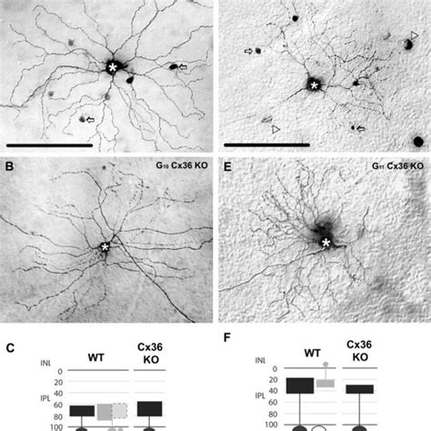 Morphology And Tracer Coupling Pattern Of G15 Ganglion Cells A B Pair