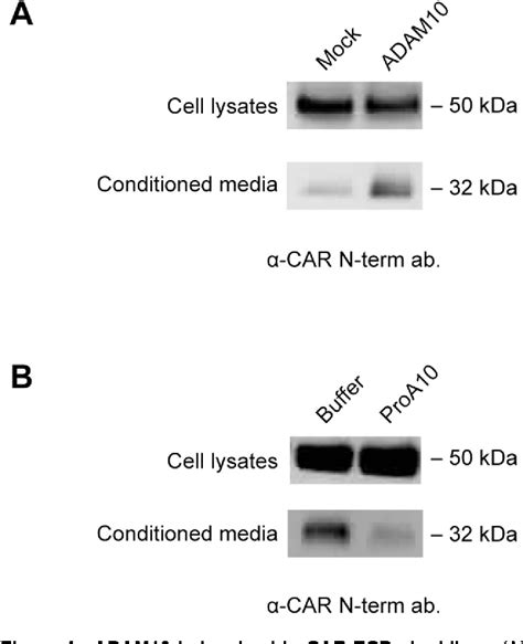 Figure 2 From The Coxsackievirus And Adenovirus Receptor Car