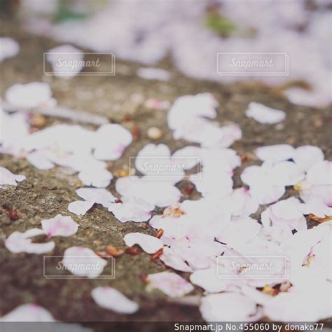 桜 さくら 花びら 春 訪れ 春の終わりの写真・画像素材[455060] Snapmart（スナップマート）
