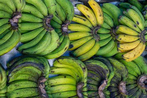 Manfaat Luar Biasa Pisang Bagi Kesehatan Tubuh Tanaman