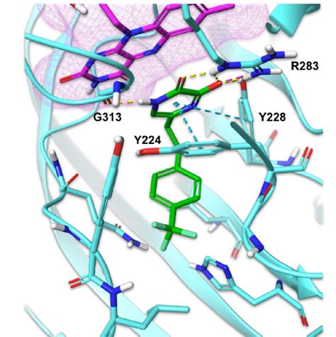 Crystal Structure Showing The Binding Mode And Interactions Of Compound