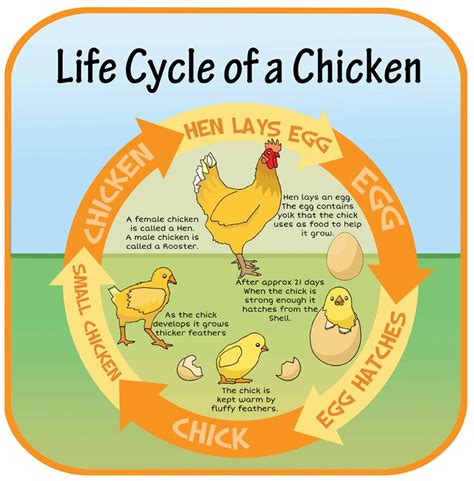 Life Cycles Chicken Inspirational Group