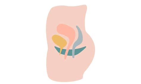 The Different Stages Of Pelvic Organ Prolapse What You Need To Know