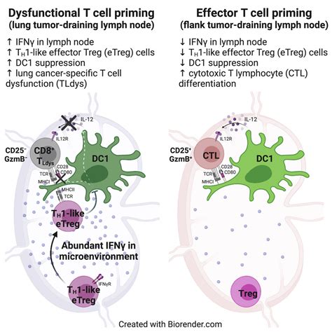 Tissue Specific Abundance Of Interferon Gamma Drives Regulatory T Cells